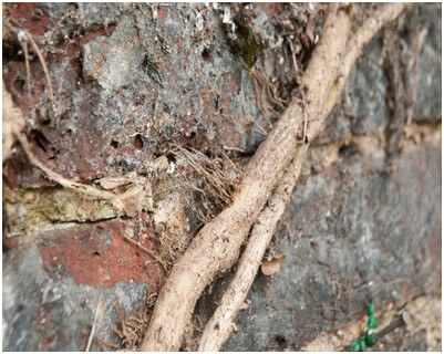 Plant Growth and its Effects on Masonry - Hascall and Hall